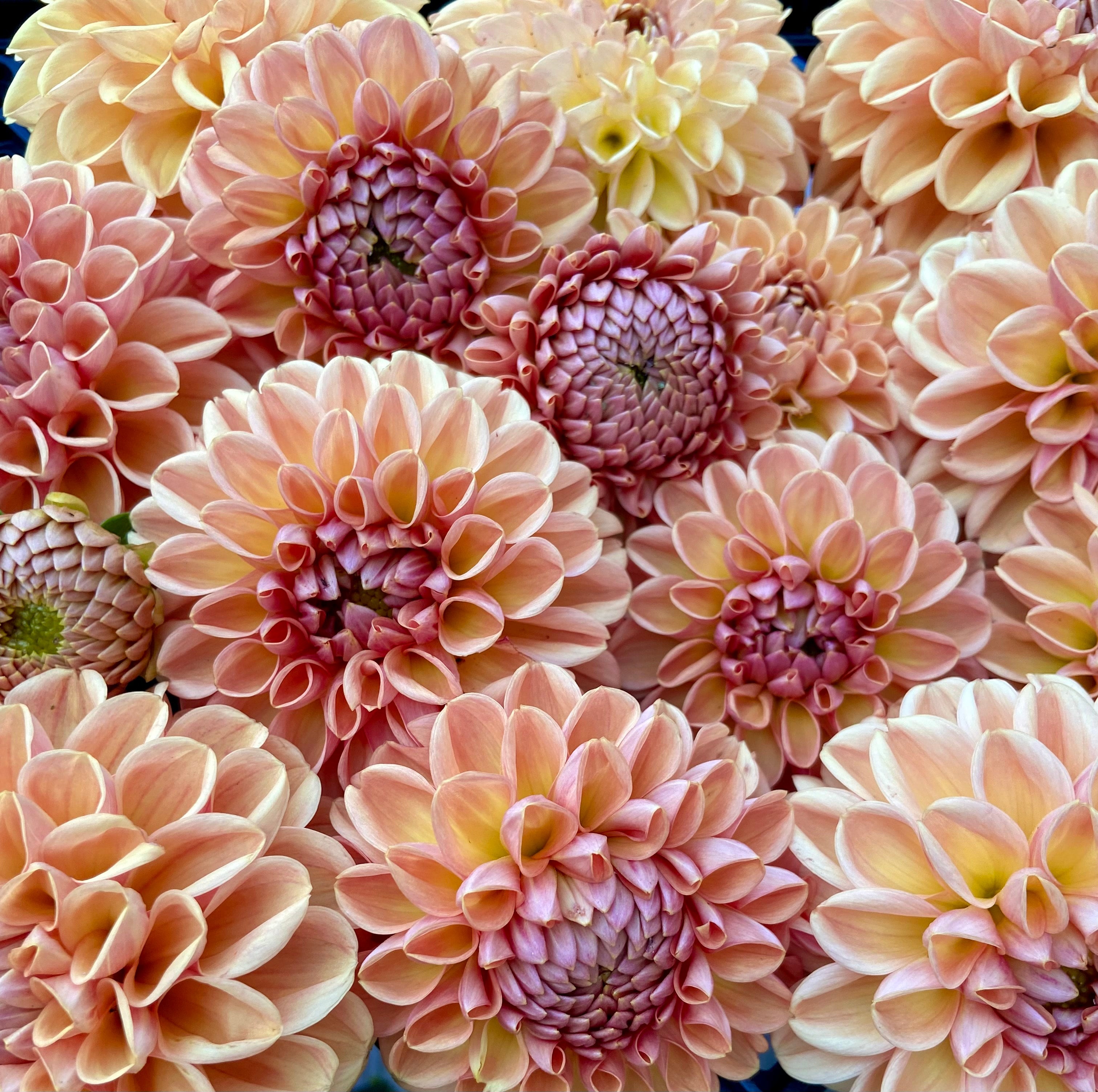 Valley Tawny | Fiddle Leaf Flower Farm