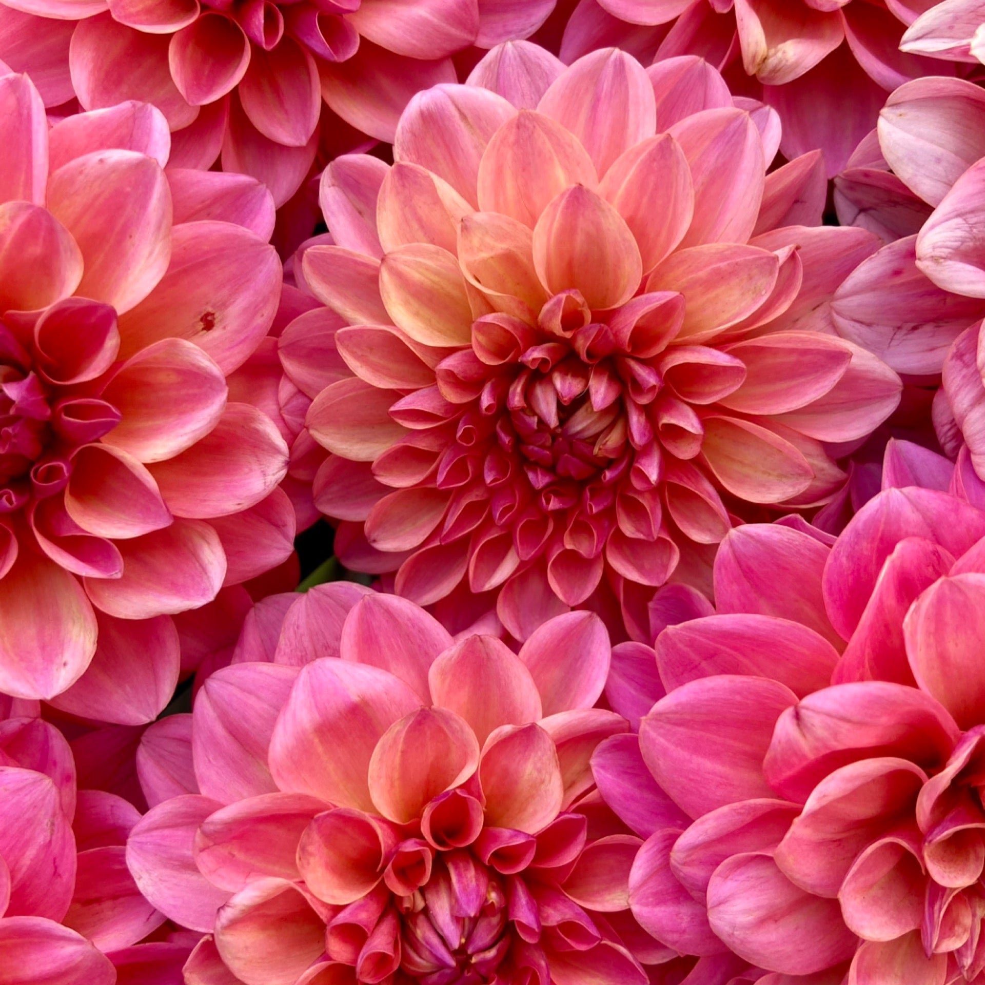 Doris Duke | Fiddle Leaf Flower Farm