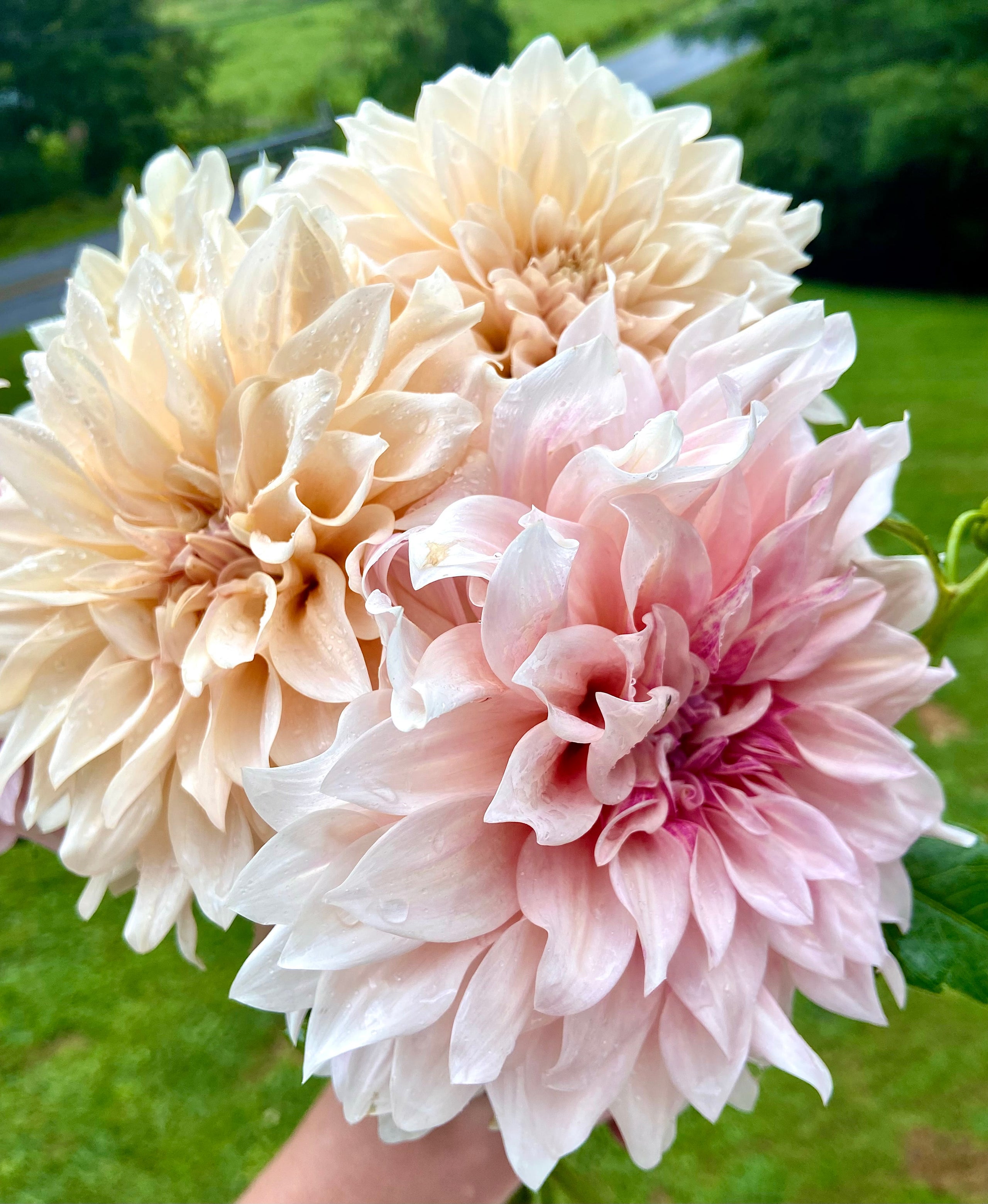 Cafe Au Lait | Fiddleleaf Flower Farm